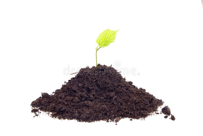 New life coming stock image. Image of tree, symbolize - 9794681