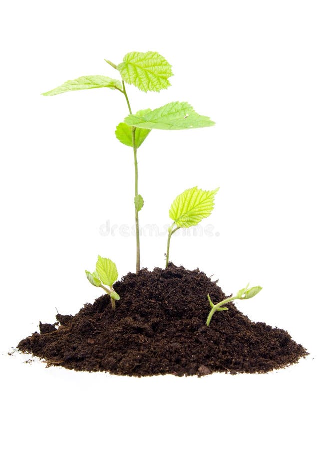 New life coming stock image. Image of concepts, agriculture - 9982355