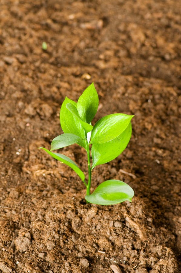 New sprout stock photo. Image of macro, beginnings, environmental - 6954592