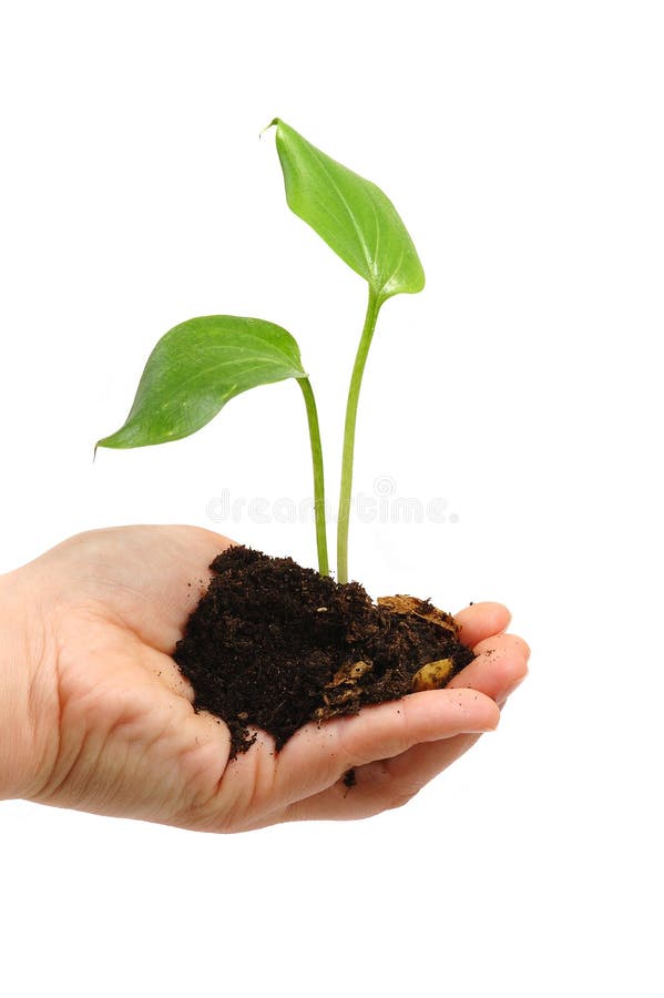Plant Nurture- New Growth stock image. Image of branch - 4425687