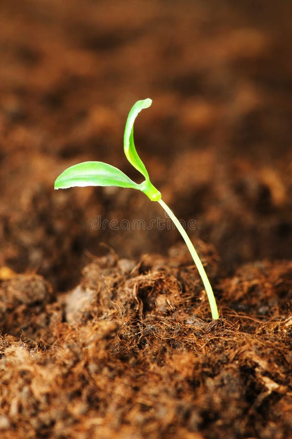 Lupin sprout stock photo. Image of spring, life, grow - 1984804