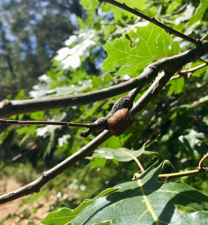 Cocoon. stock photo. Image of created, cocoon, life - 121693956