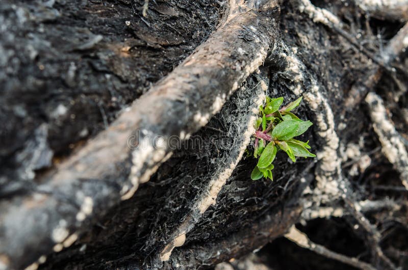 New Life after Effects of a Fire Stock Image - Image of burnt, leaves ...