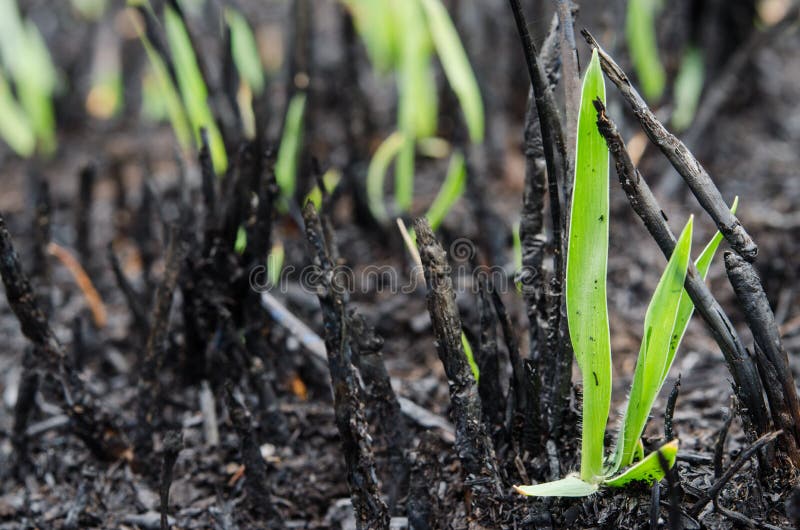 New Life after Effects of a Fire Stock Photo - Image of black, forest ...