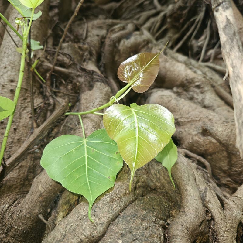 New Life Emerging in the Nature Stock Photo - Image of flower, insect ...