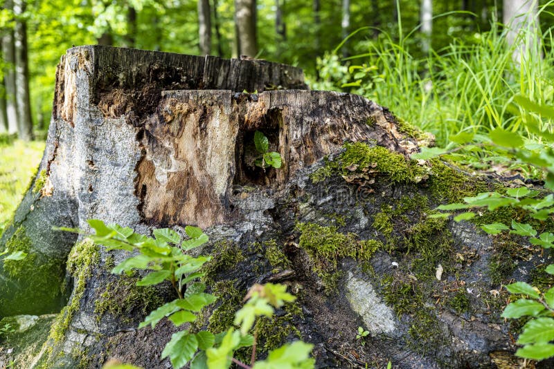 New Life stock image. Image of emerging, bark, environment - 219547109