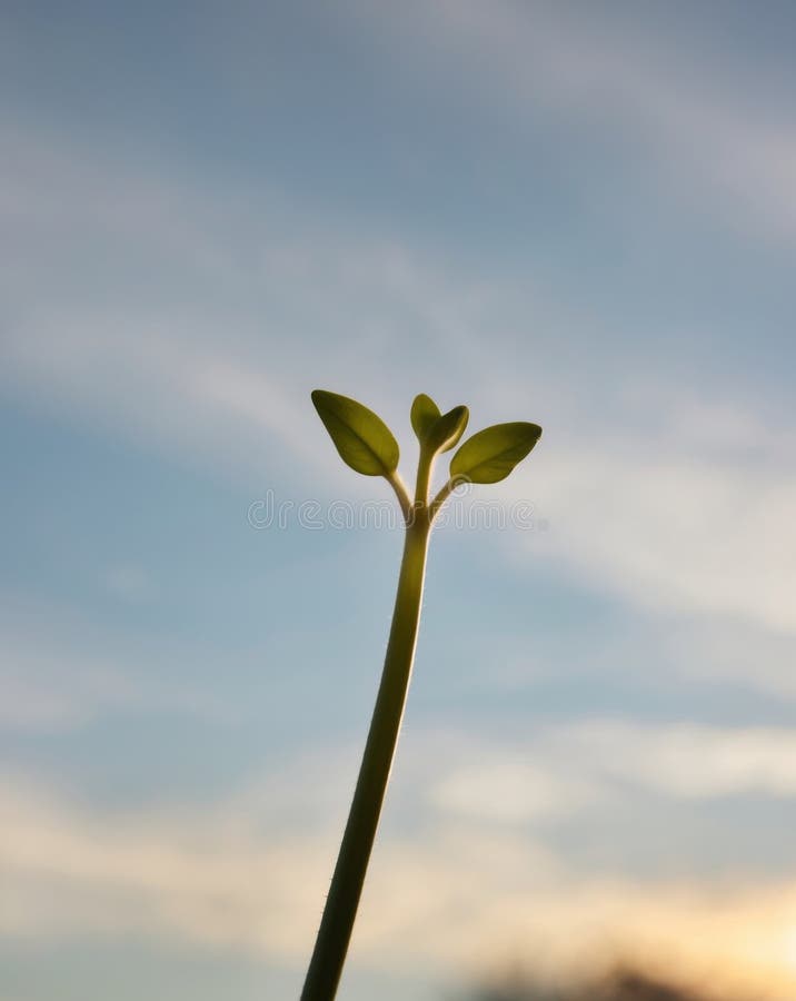 New Life Emerging a Young Plant Sprout at Sunset. Stock Photo - Image ...