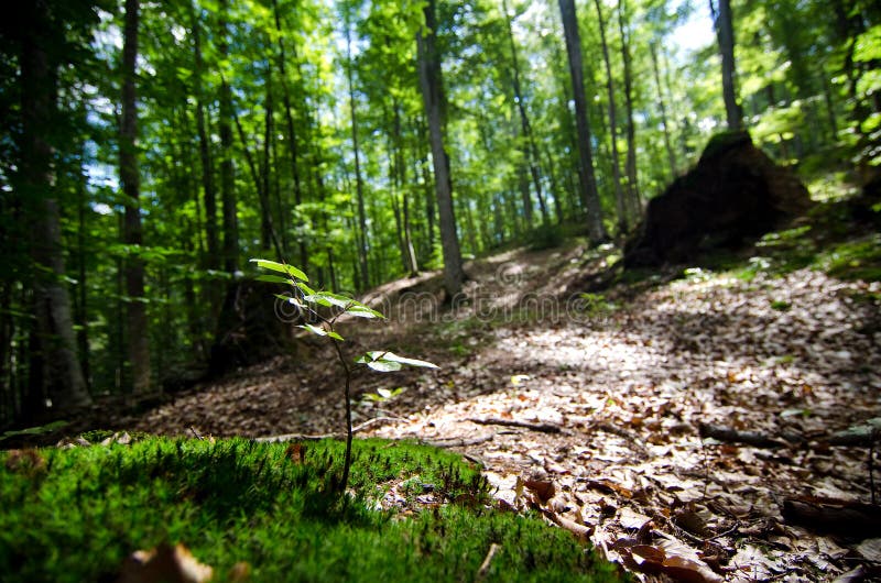 New life in the forest stock photo. Image of growing - 33499650
