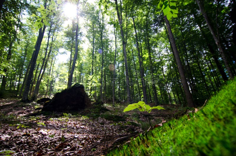 New life in the forest stock image. Image of green, tree - 33499765