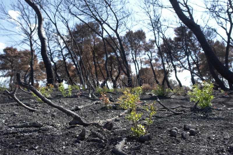 New life after forest fire stock image. Image of environmental - 25235763