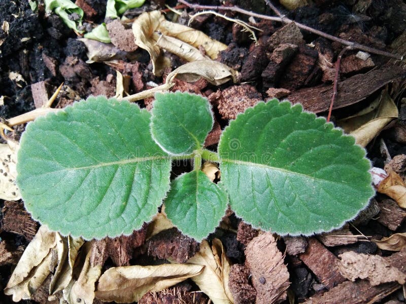 New life of green plant stock photo. Image of small, freshness - 92962540