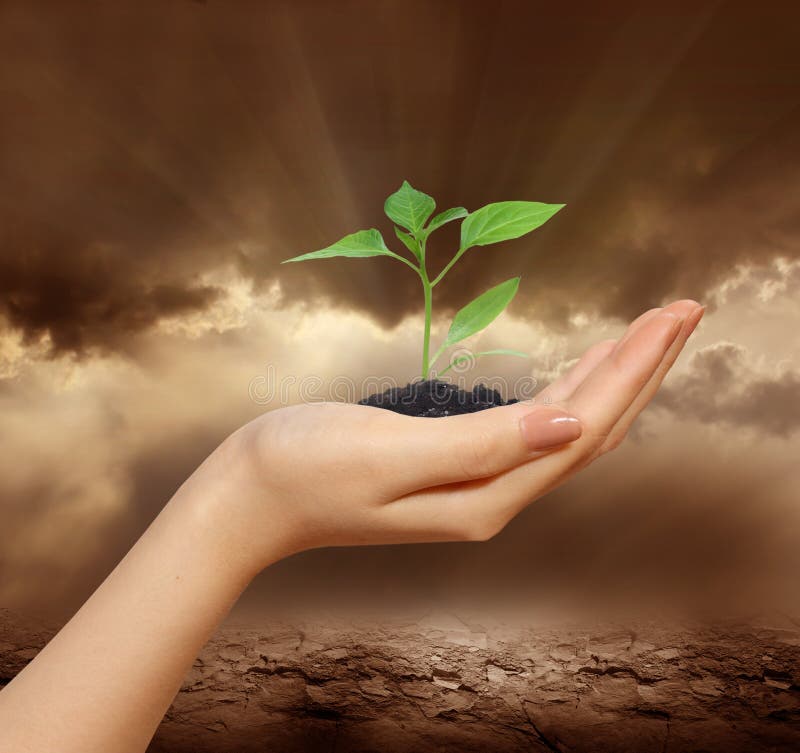 New life in hand stock image. Image of brown, drought - 24191221