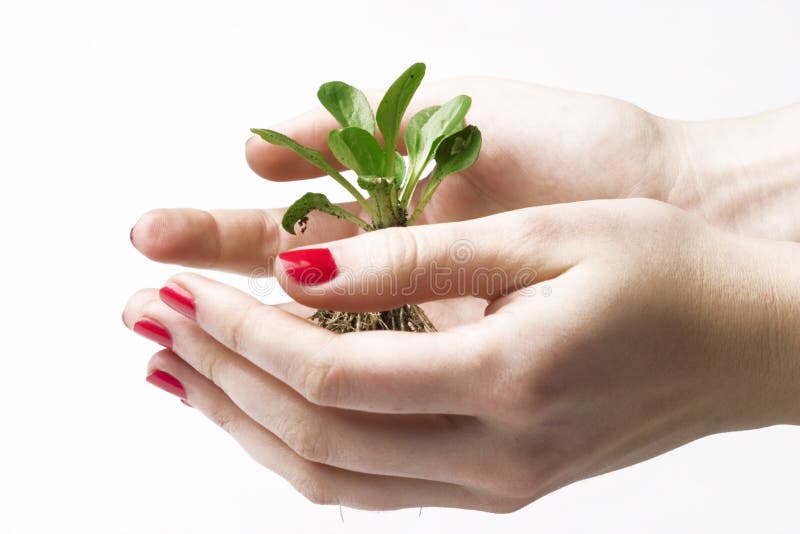 New life in hands stock photo. Image of leaf, seasonal - 5648126