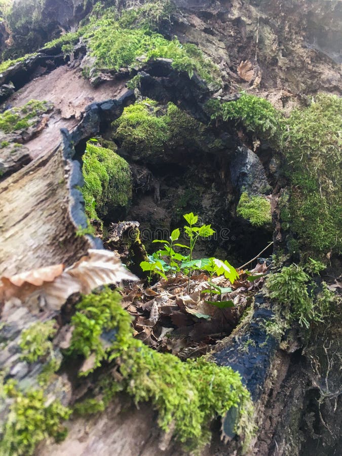 New Life Inside an Old Tree Stock Photo - Image of beginning, sprout ...