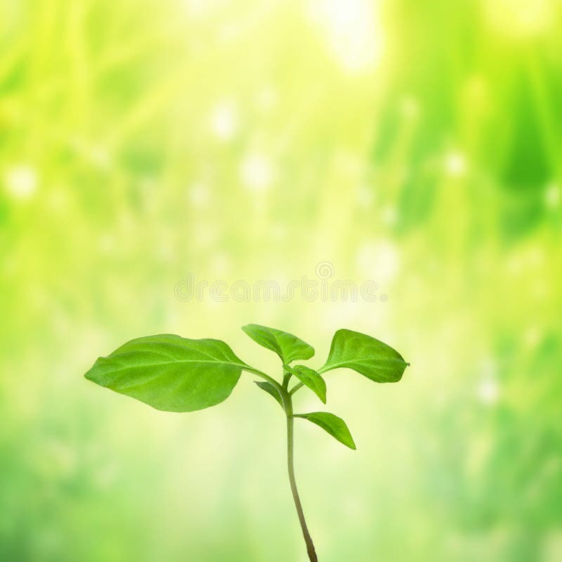 New Life, Lights Green Background Stock Photo - Image of agricultural ...