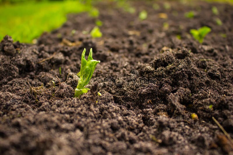New life stock photo. Image of dirt, conservation, beginnings - 39090318
