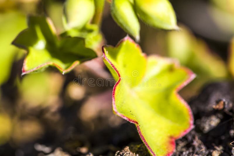 New life in a nature stock photo. Image of growth, leaf - 85023888