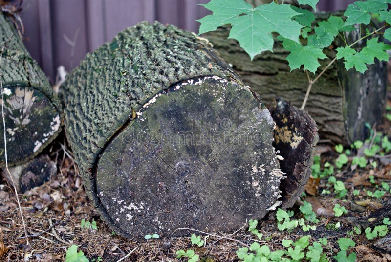 New life from old stock image. Image of foundation, weathered - 11410421