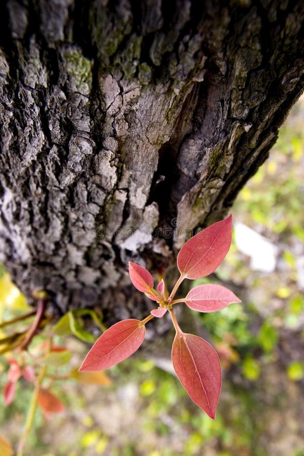 New life on old tree stock photo. Image of detail, ecology - 14063094
