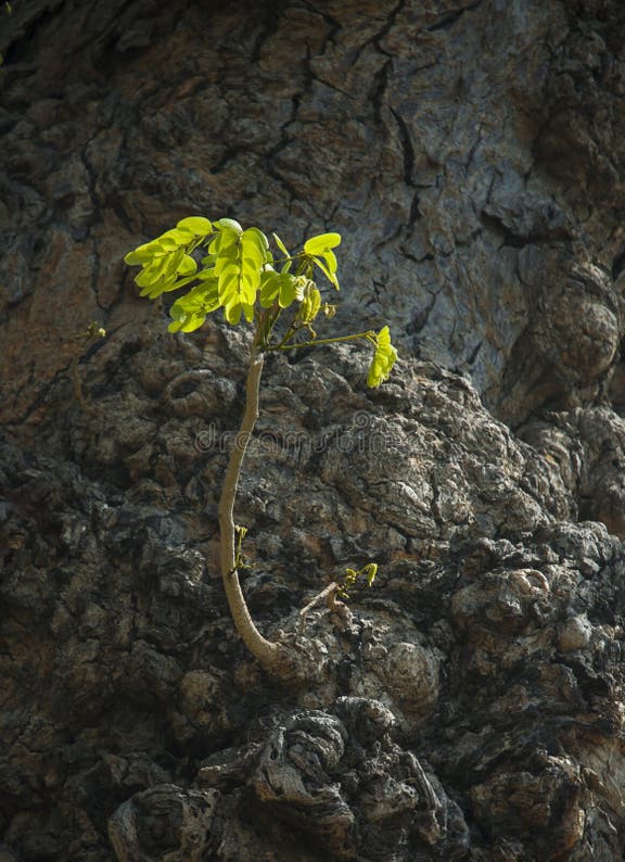 New Life old tree stock image. Image of sunlight, life - 172929627