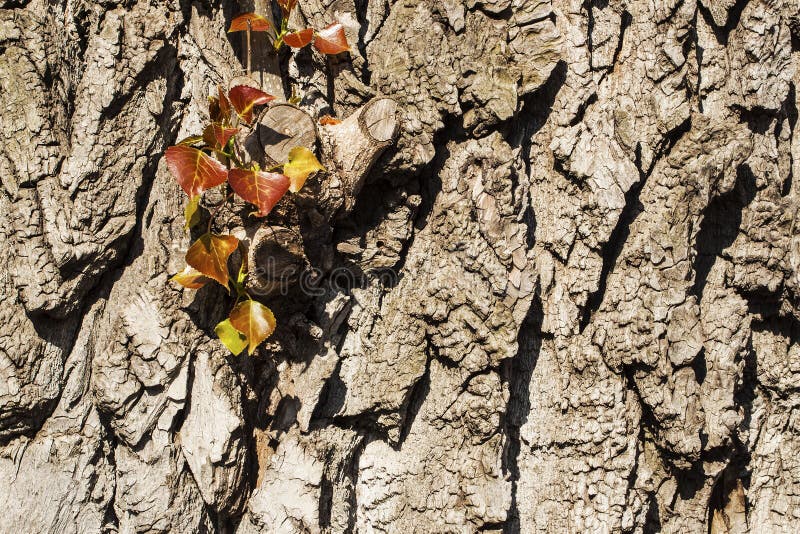 New Life with the Old Trees. Stock Photo - Image of bark, light: 71424084