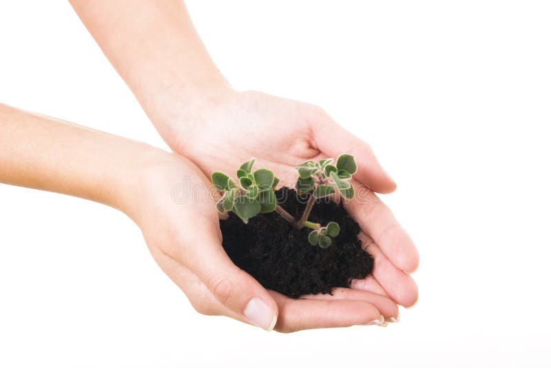 New life. Plant and hand stock photo. Image of people - 10837342