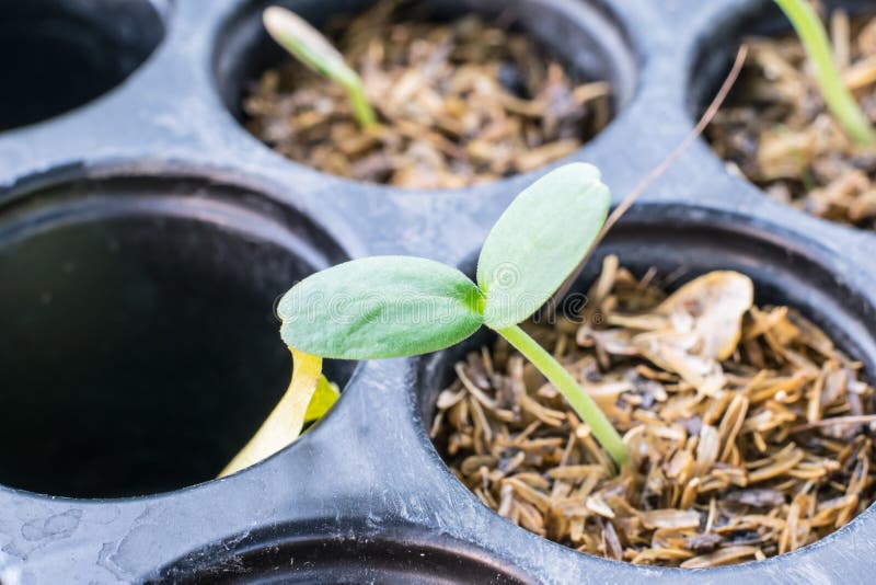 New Life Plant Sapling stock image. Image of fertile - 84568433