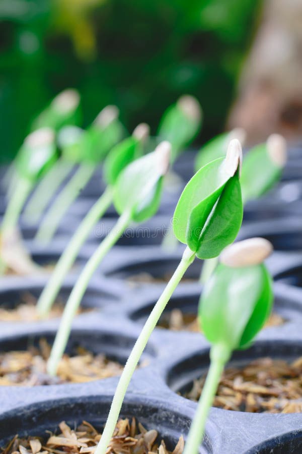 New Life Plant Sapling stock image. Image of botany, seedling - 84568439