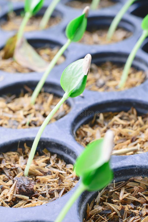 New Life Plant Sapling stock photo. Image of green, leaf - 84571812