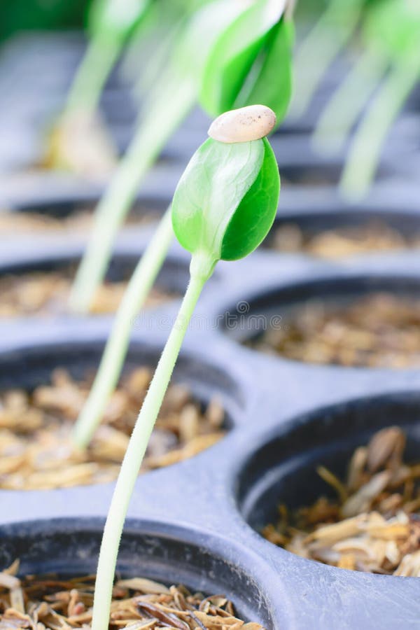 New Life Plant Sapling stock image. Image of earth, plant - 84571837