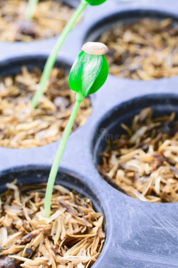 New Life Plant Sapling stock photo. Image of agriculture - 84949982