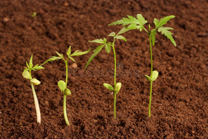 New life-Progress stock image. Image of four, conservation - 7444479