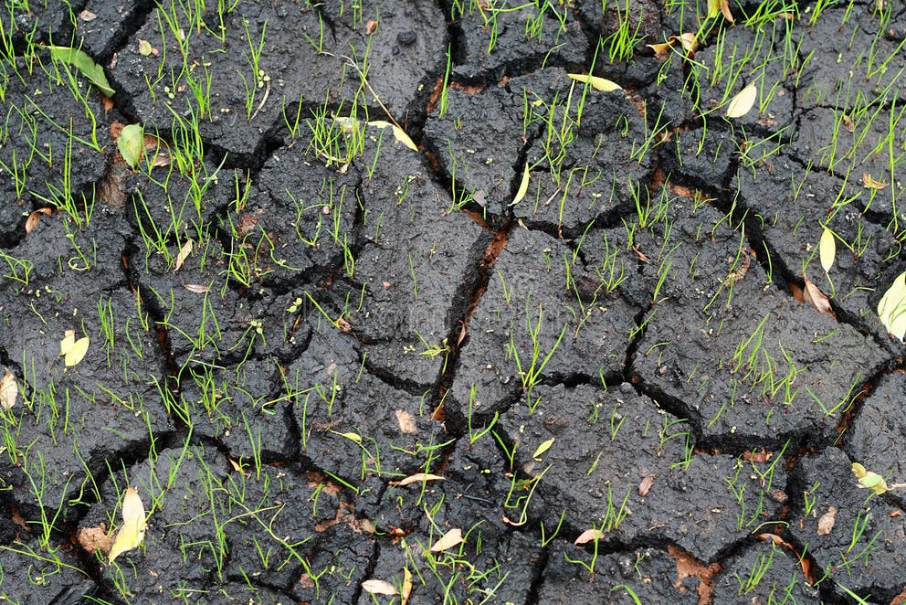 New life after rain stock image. Image of backgrounds - 9728553