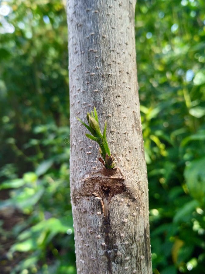 New Life Shoots on a Tree Trunk Stock Photo - Image of shoots, trunk ...