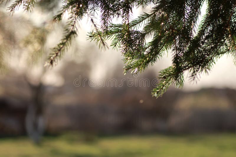 New Life in Spring Brunch of Tree Stock Photo - Image of blackberry ...