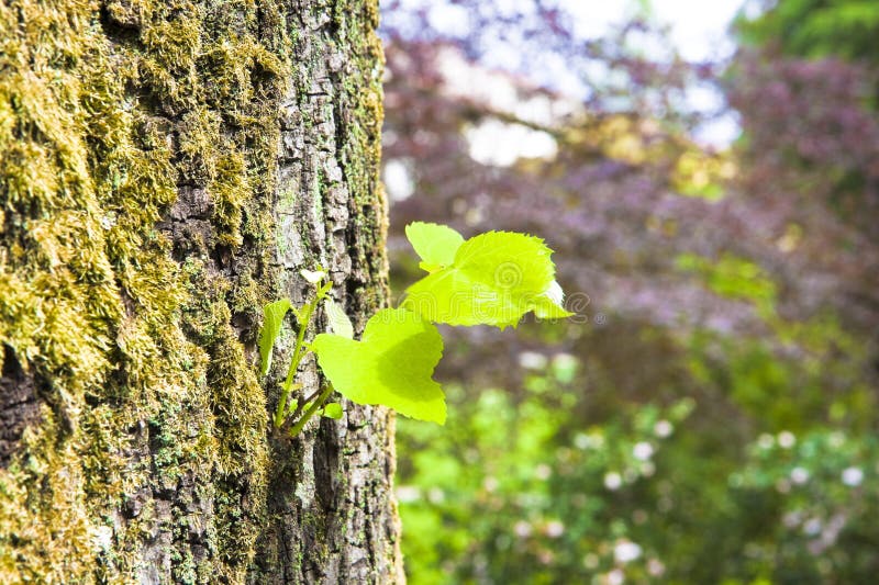 New Life: Spring is Coming - Young Small Plant Born from a Tree Trunk ...
