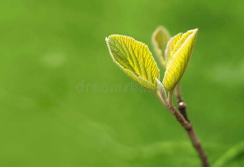 New Life, Spring Leaves from a Sprout Stock Image - Image of growth ...
