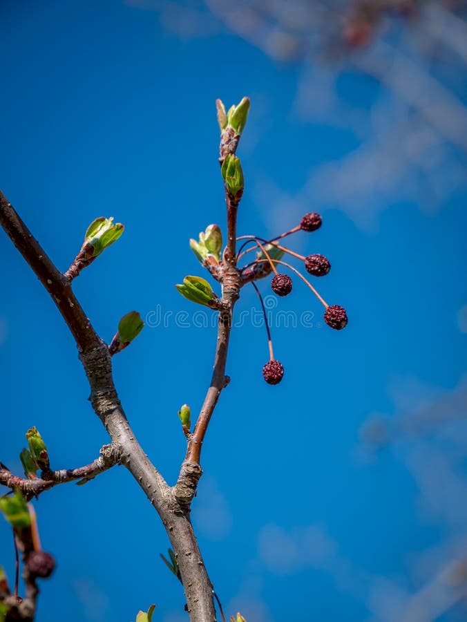 New life in Spring stock image. Image of closeup, spring - 116420851
