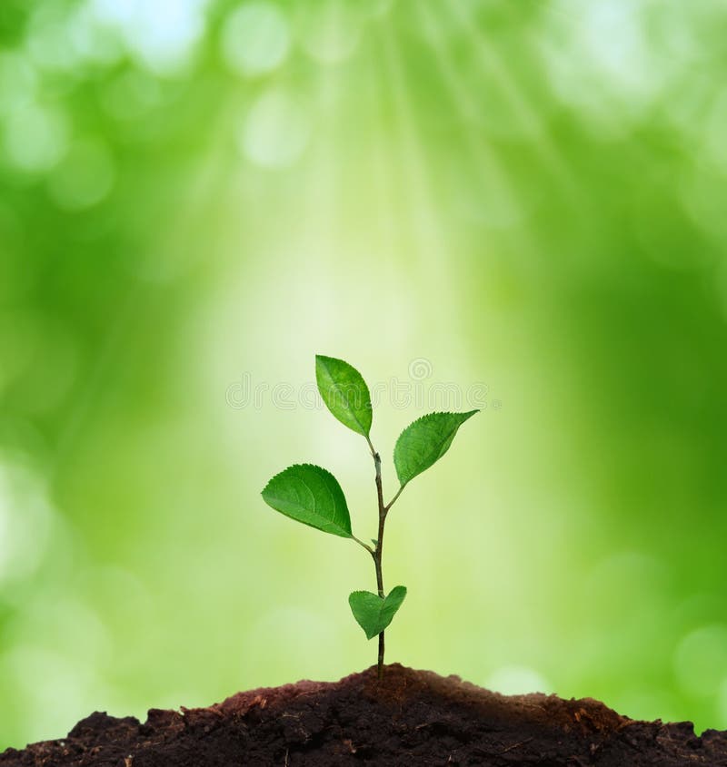 New Life.Sprout in Green Background. Stock Photo - Image of bokeh ...