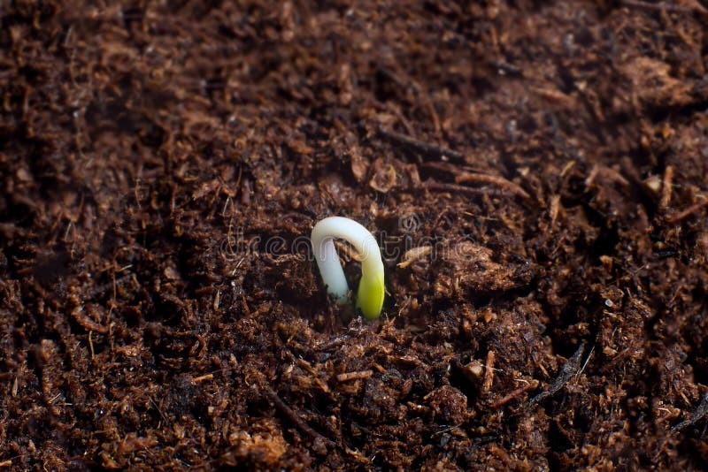 New Life Start. New Beginnings. Plant Germination on Soil Stock Image ...