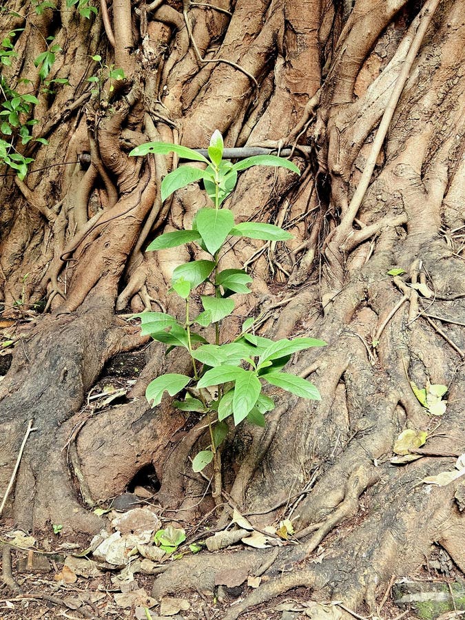 A New Life Takes Shelter in the Roots of Huge Tree Stock Photo - Image ...