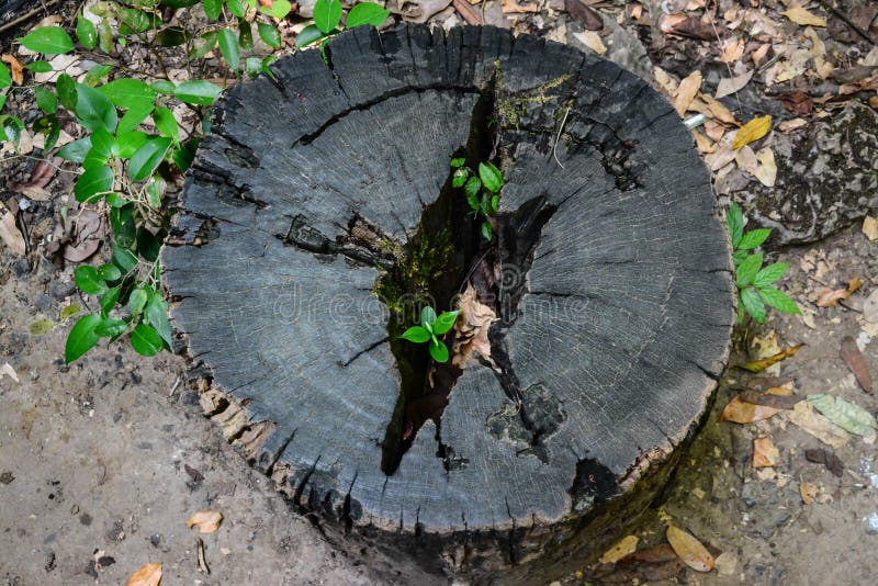 New life on the timber stock image. Image of radial, detail - 40990179