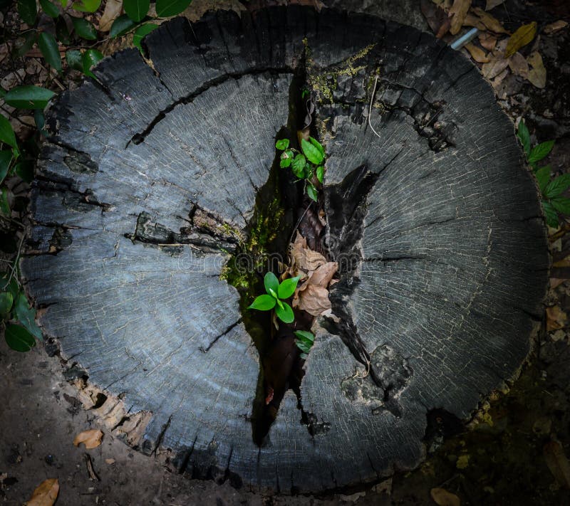 New life on the timber stock image. Image of plant, cutting - 41239945