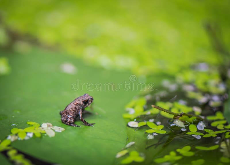 The new life of a toad stock photo. Image of female, small - 91154388