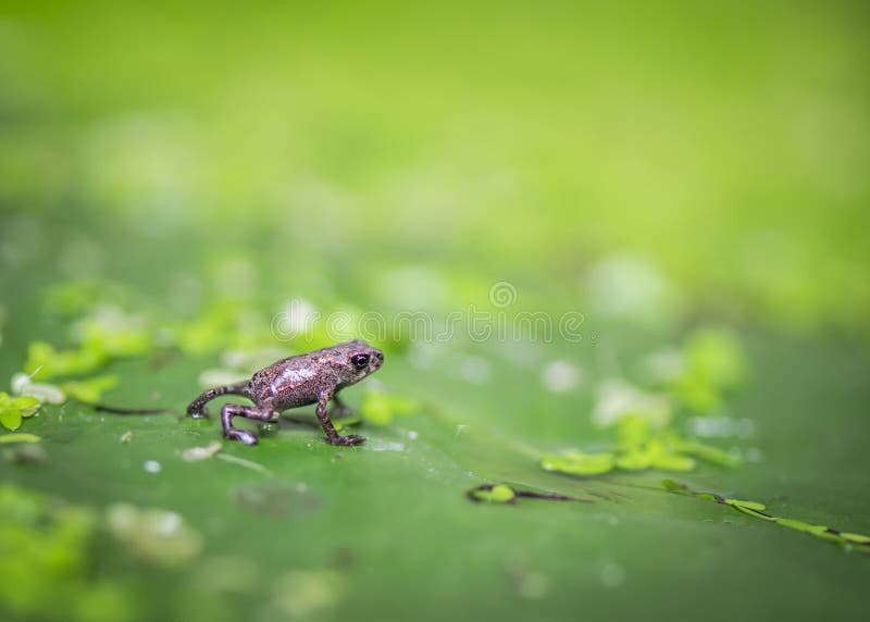 The new life of a toad stock image. Image of young, green - 91154521
