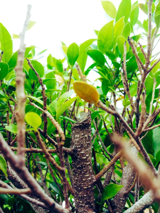 New life stock photo. Image of green, life, tree, newlife - 117728770