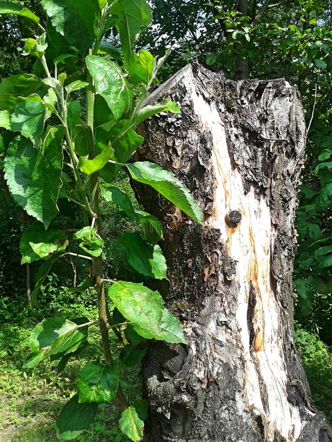 New Life stock photo. Image of tree, green, life, garden - 42927334