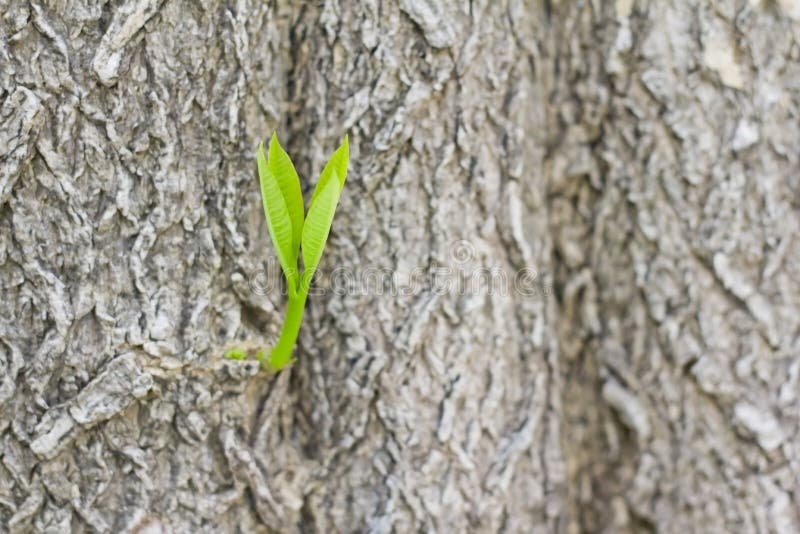 New life of Tree stock image. Image of growth, tree, blurred - 49508571
