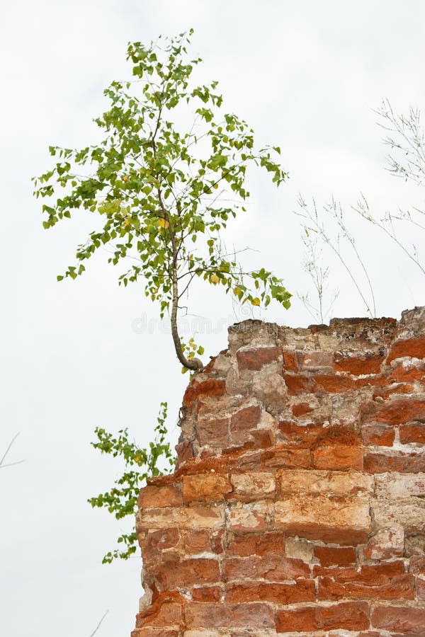 New Life/tree Grows from a Stone Stock Photo - Image of stone, plant ...