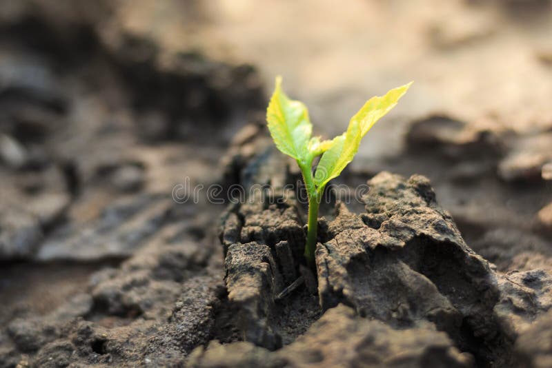 New Life of Trees by Germination of Seedlings on Stumps Stock Image ...